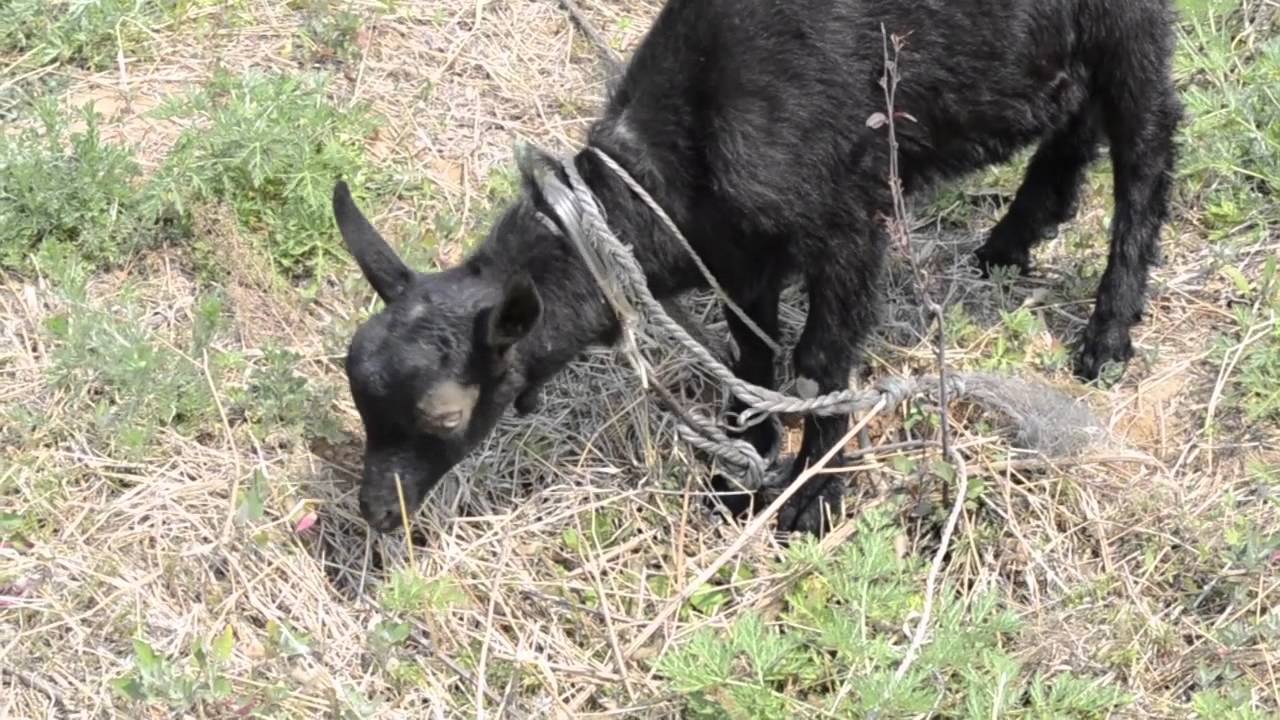 The Return of the Chinese Goats - YouTube