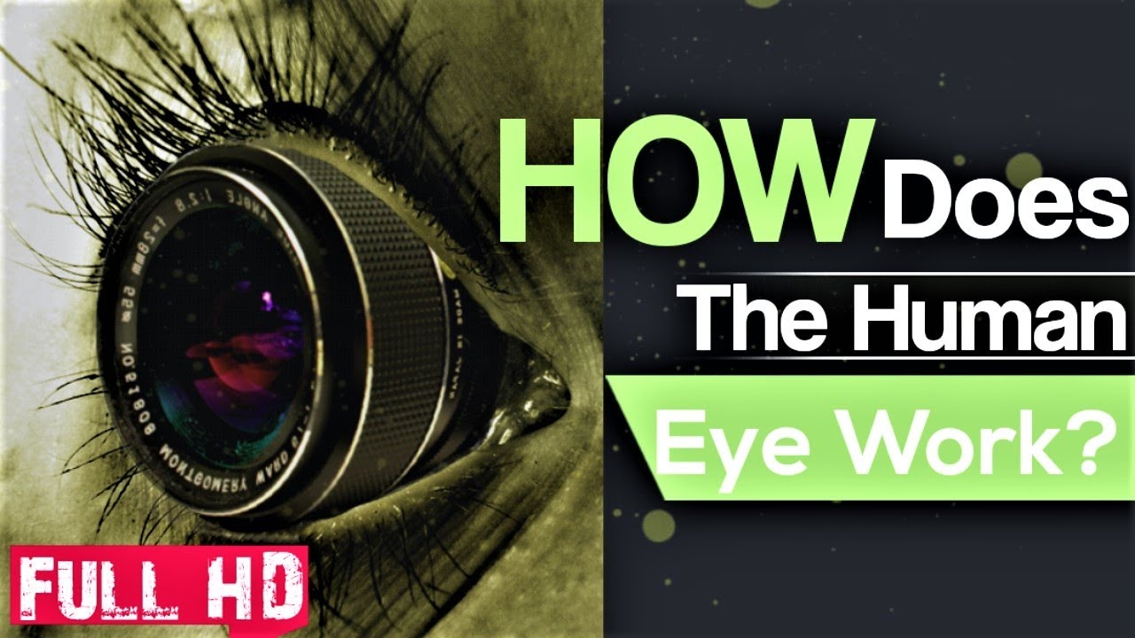 How Does The Human Eye Work? | Structure & Functions | Image Formation ...