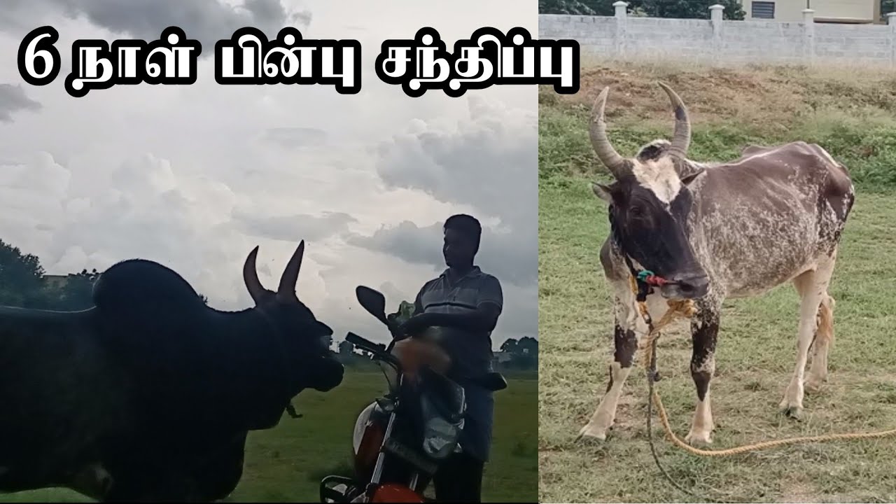 6 நாட்களுக்கு பிறகு எனது மறை காளை மற்றும் பசு | பாசம் குறையவே இல்லை ...