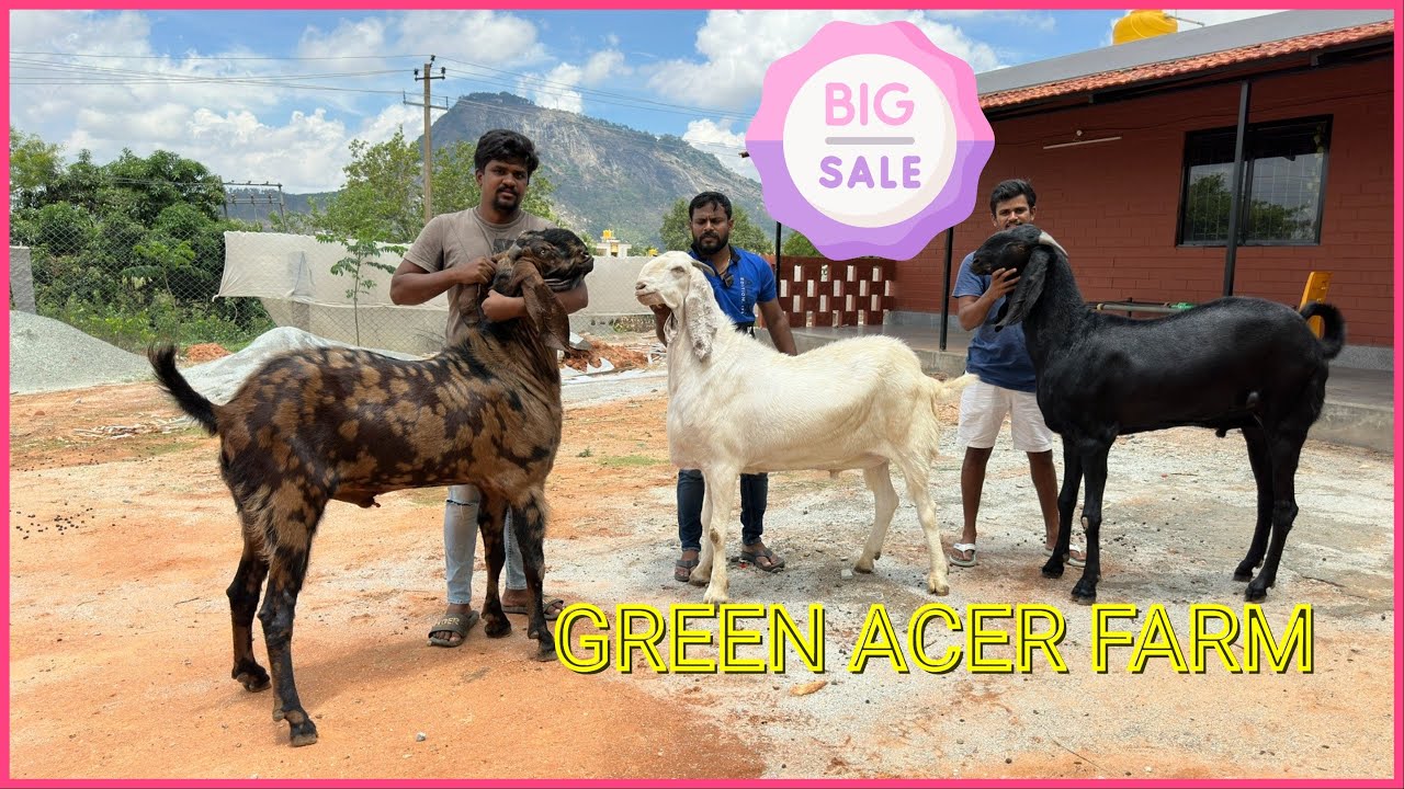 Green Acer Farm | Nandi Hills | Farm Tour | Big Size Goat and Sheep ...