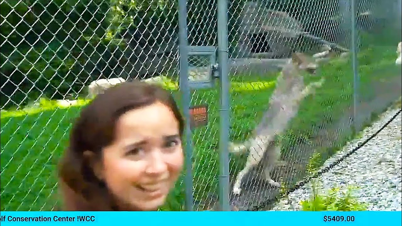 Maya runs into an excited WOLF ready for a snack - YouTube