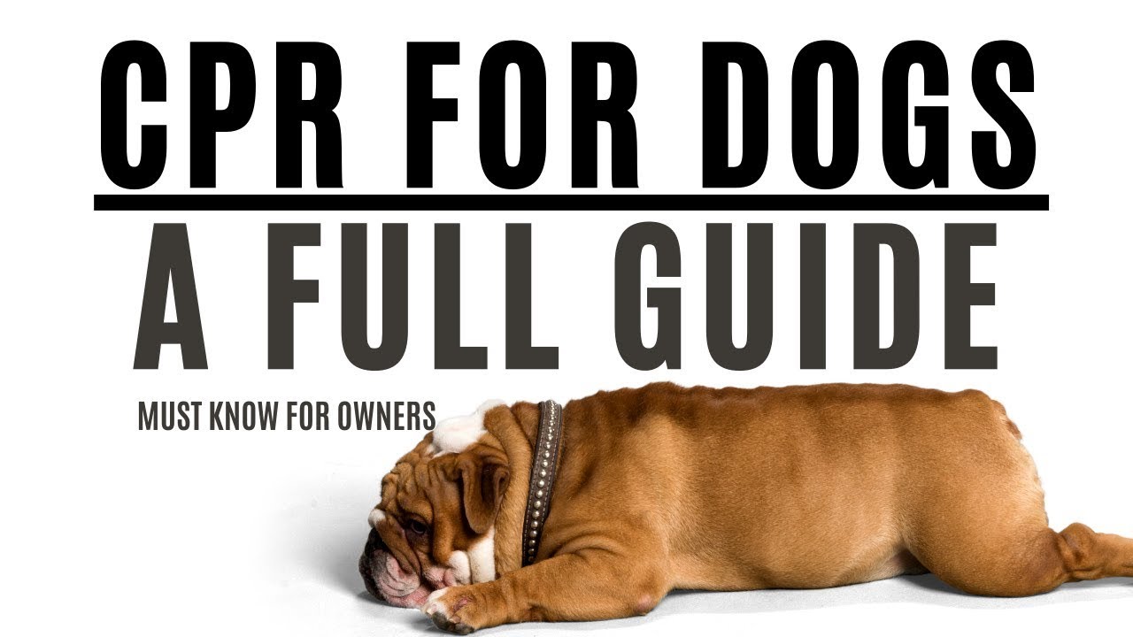 CPR for Dogs - An Essential Skill for ALL owners - YouTube