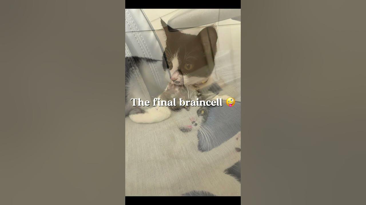 It’s the final brain cell - YouTube