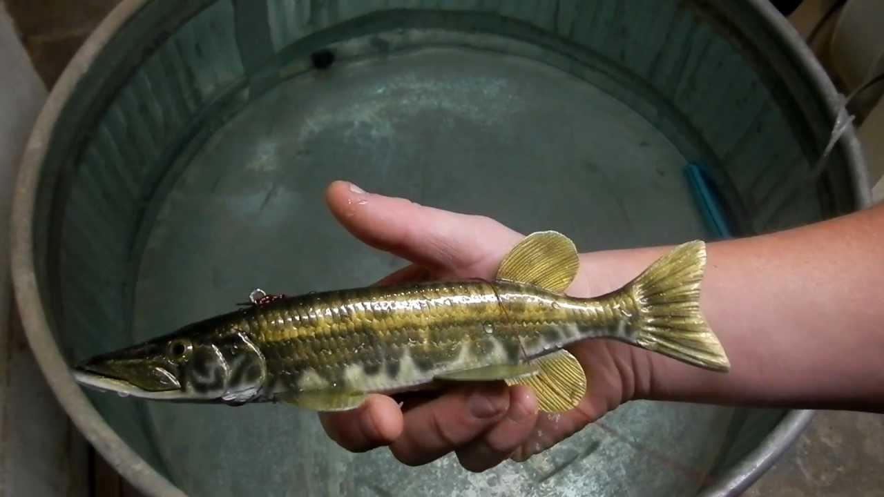 Laska's Decoys Grass Pickeral Fish Decoy- Test Swimming - YouTube