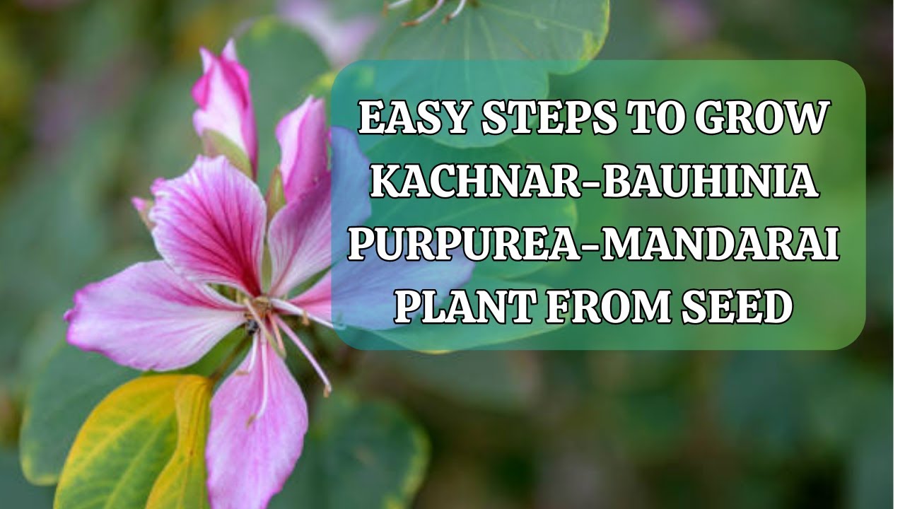 Easy Steps To Grow Kachnar-Bauhinia Purpurea-Mandarai Plant From Seed ...