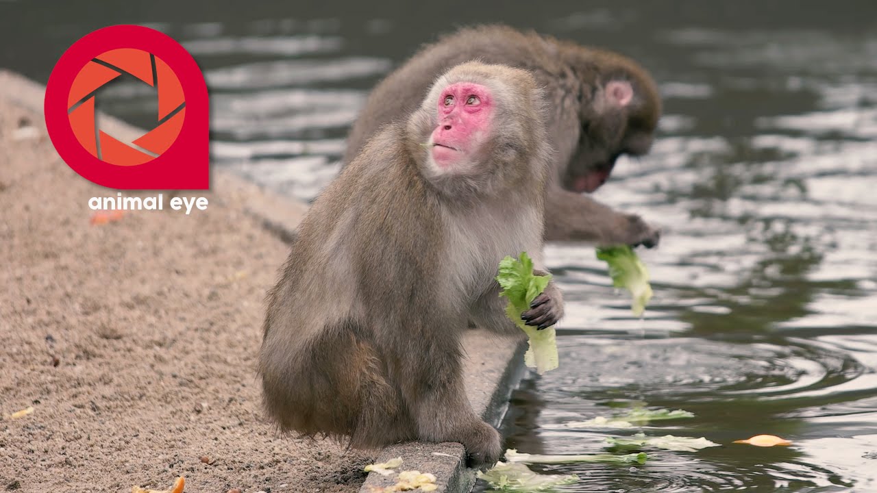 How To Wash Vegetables - The Monkey Way - YouTube