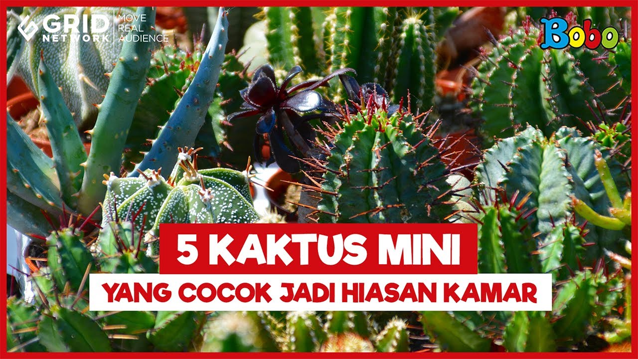 5 Jenis Kaktus Mini Yang Cocok Jadi Tanaman Hias di Kamar - Fakta ...