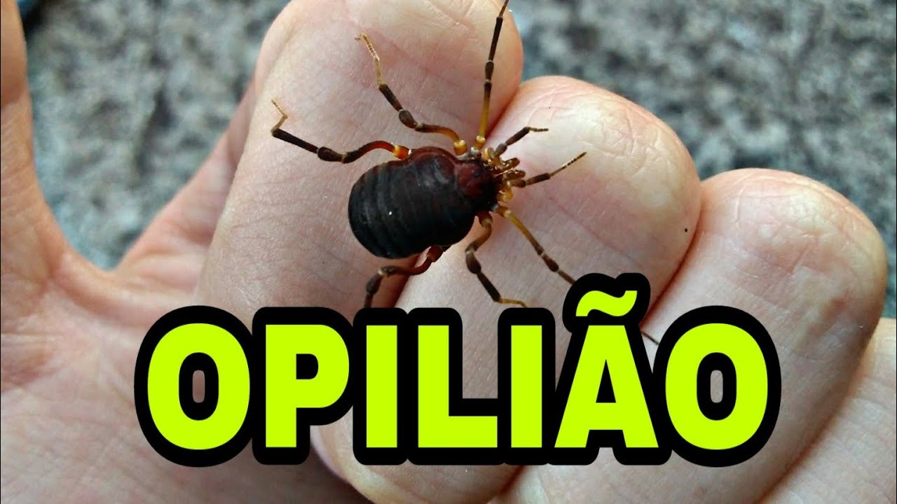 OPILIÃO É UMA ARANHA? - YouTube