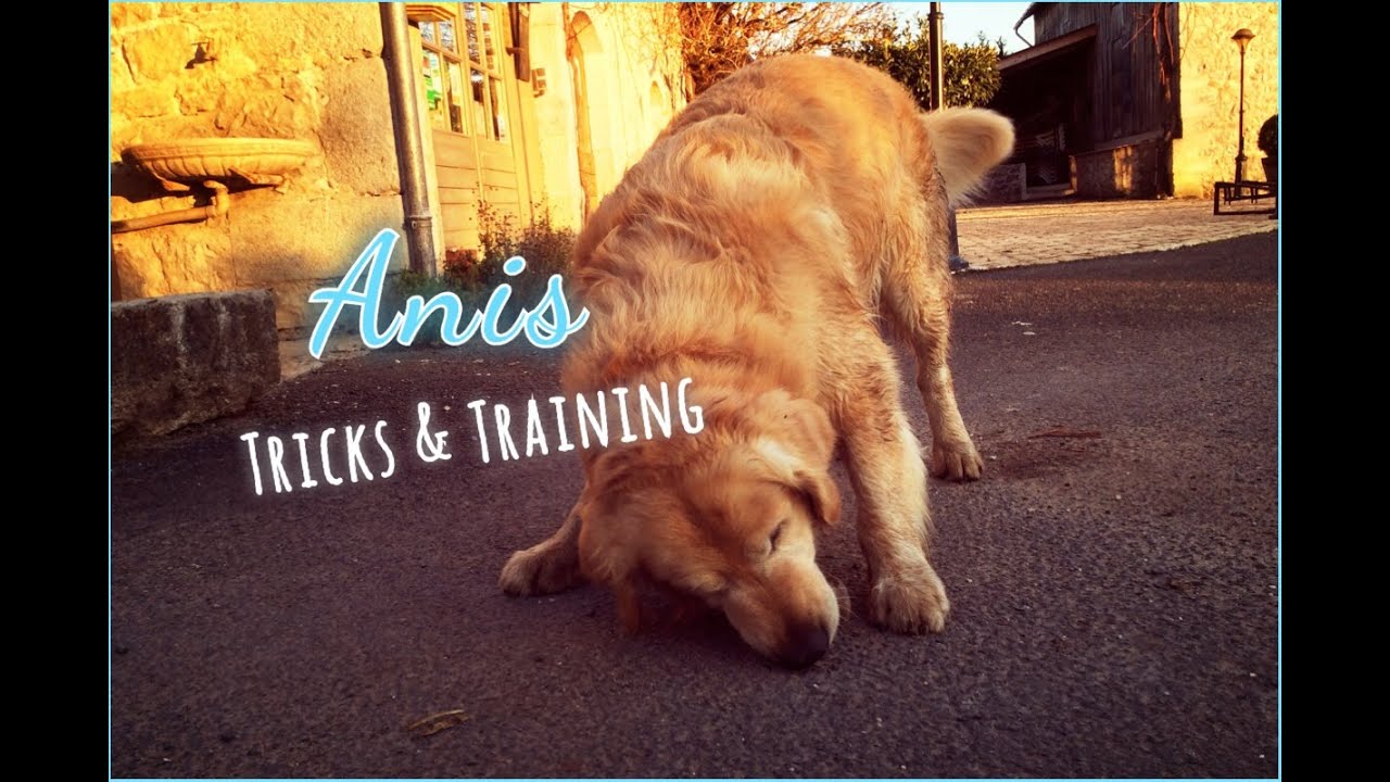 | Anis Golden Retriever | Tricks & Training - YouTube