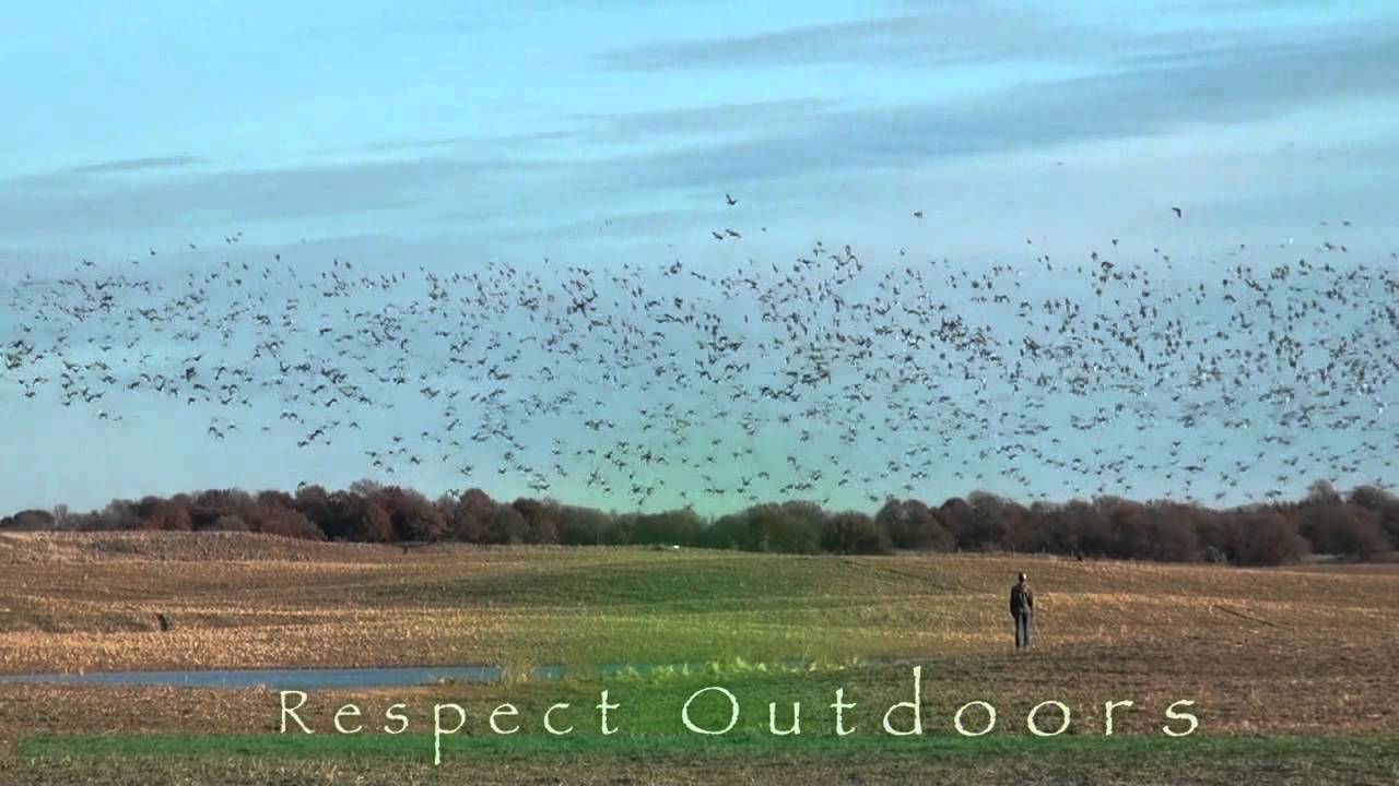10,000 Ducks on 1 acre pond - YouTube