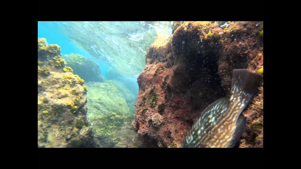 C&R\the release week\baby grouper and parrot fish\AVRUM ROMANO SPINNING ...