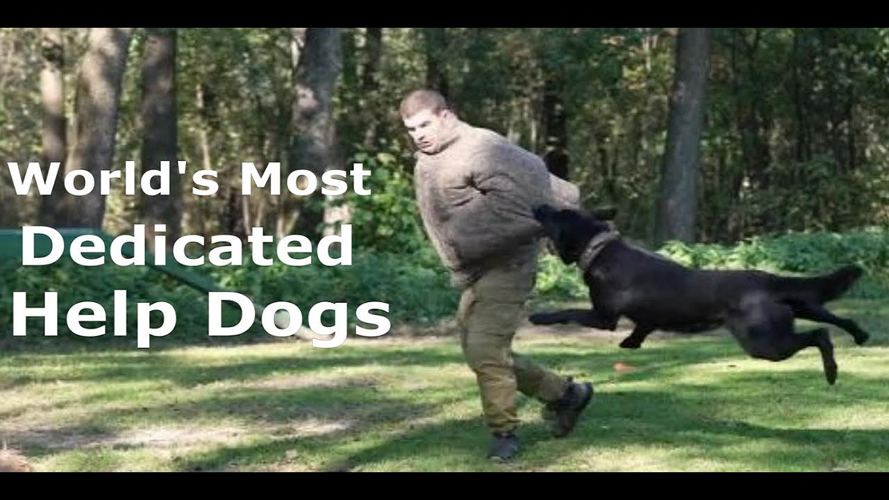 How Do Dogs Help Humans Physically | How Pets Help People - YouTube