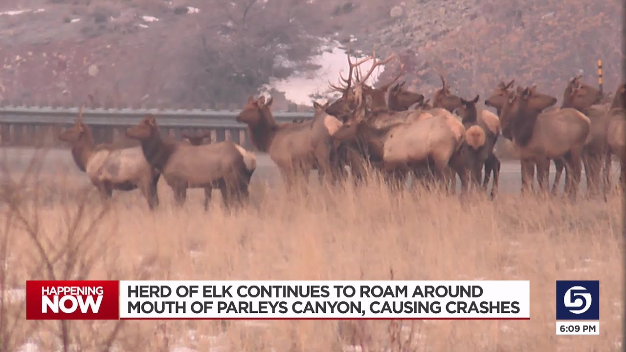 3 elk die after herd wanders onto roads near Parleys Canyon - YouTube