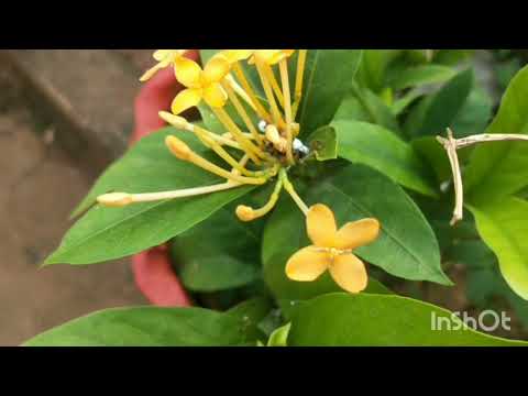 Beautiful Thechi Flower - YouTube