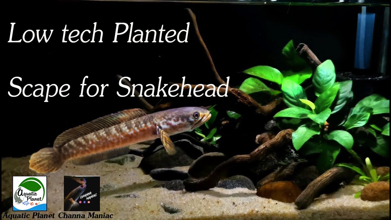 How to make a low tech planted tank setup for snakehead fish/setup for ...