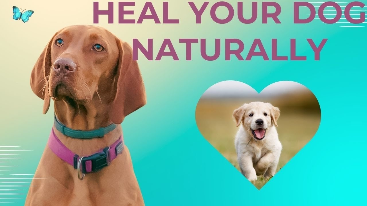“heal your dog naturally” ⚠️alert⚠️ “heal your dog naturally” reviews ...
