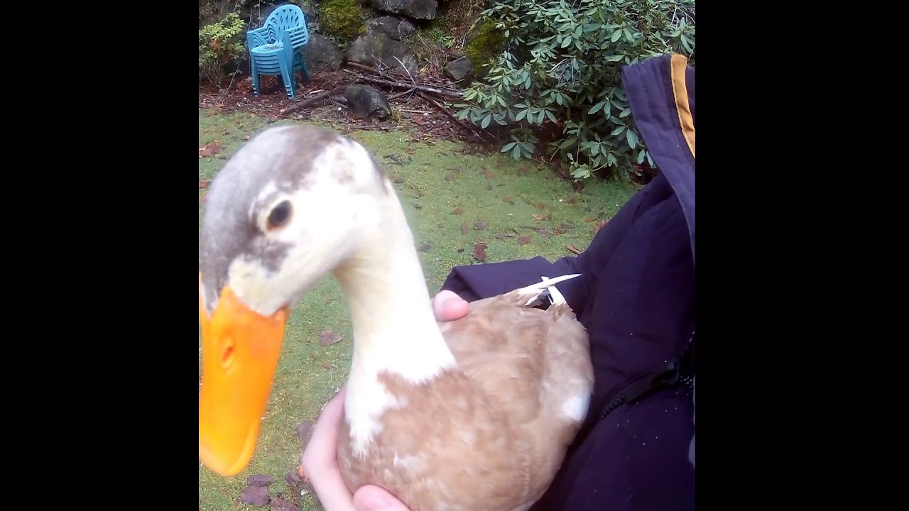 Petting a Duck - YouTube