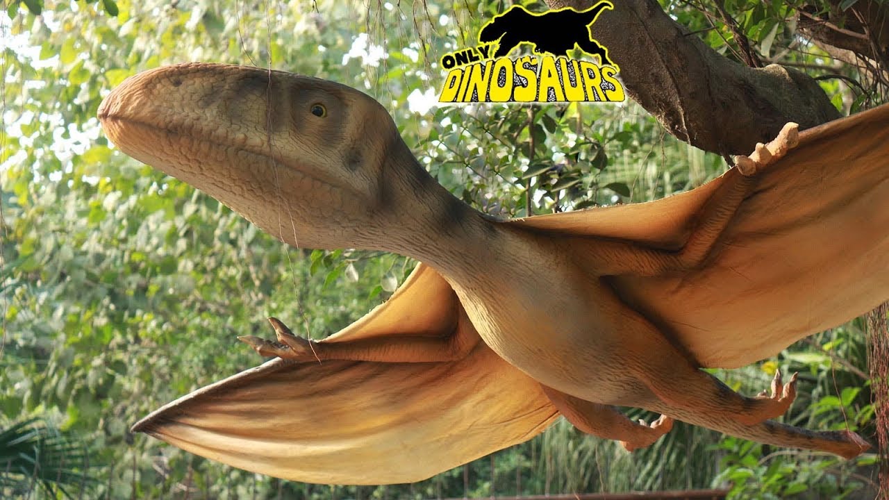 Realistic Dinosaur Themed Prop Dimorphodon - YouTube