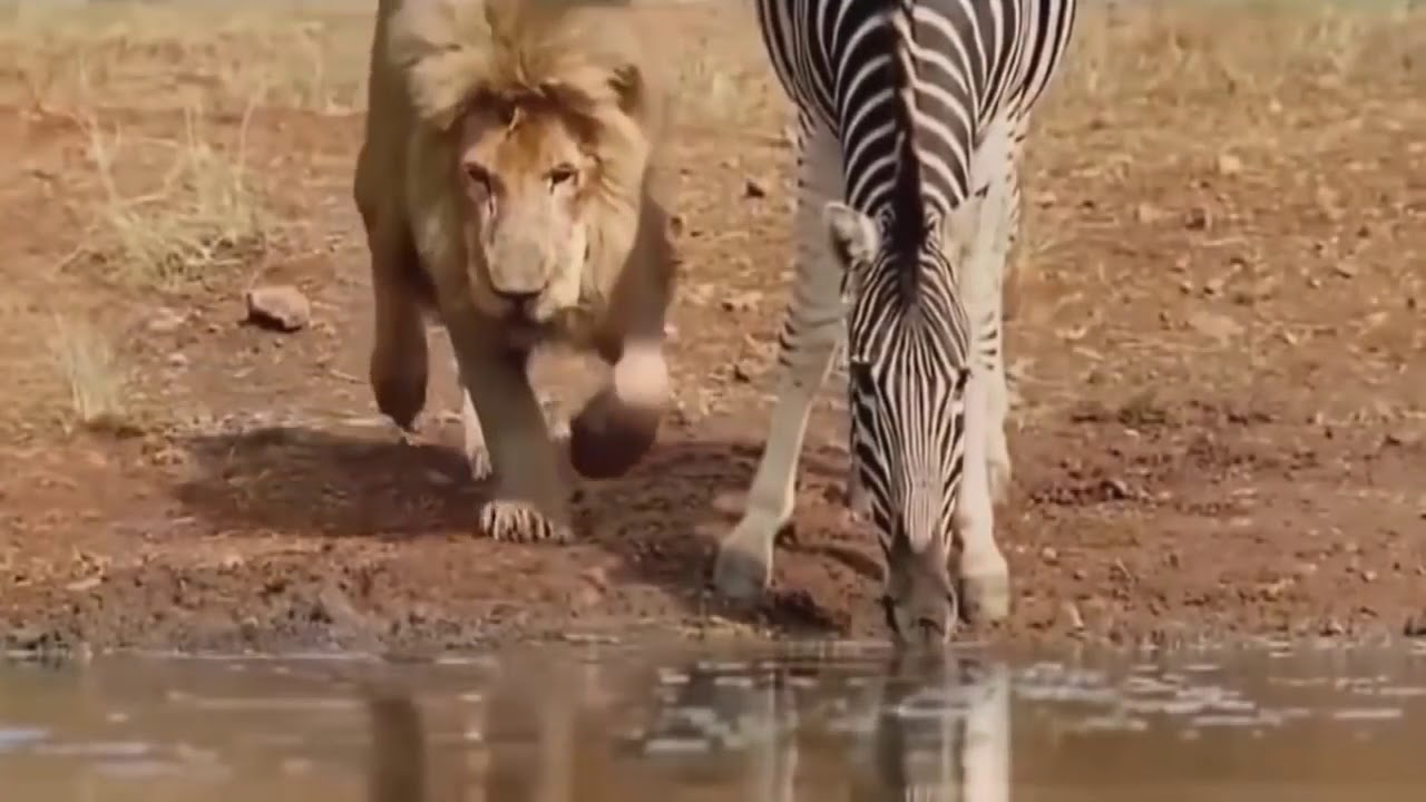 Lion attaque zebra real fight - YouTube