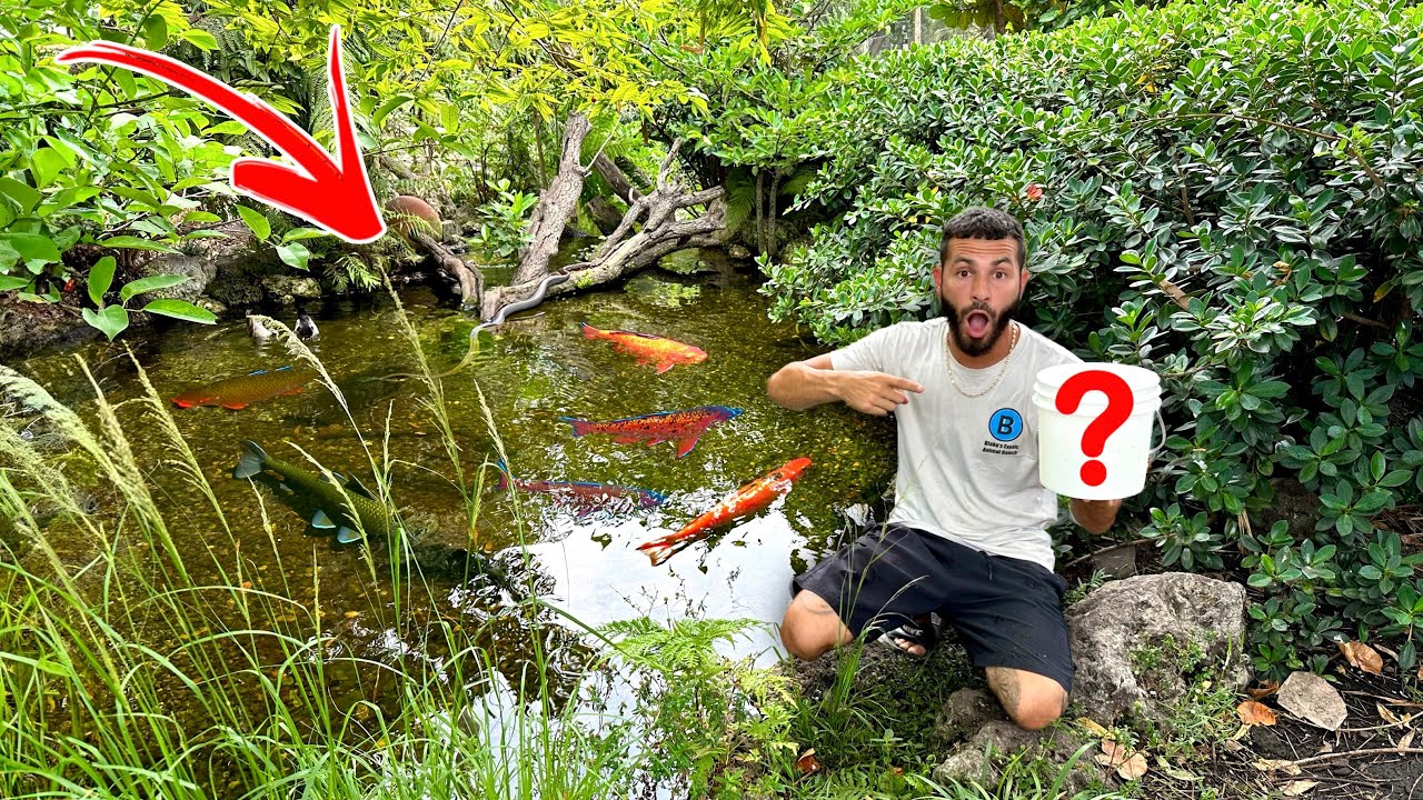 I Caught Fish To Protect The Aviary! - YouTube