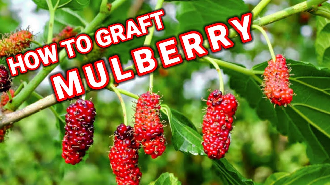 HOW TO GRAFT MULBERRY | GRAFTING MULBERRIES | GRAFTING FOR BEGINNERS ...