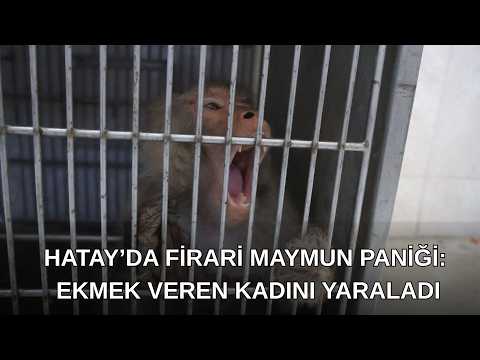 Hatay’da Firari Maymun Paniği: Ekmek Veren Kadını Yaraladı