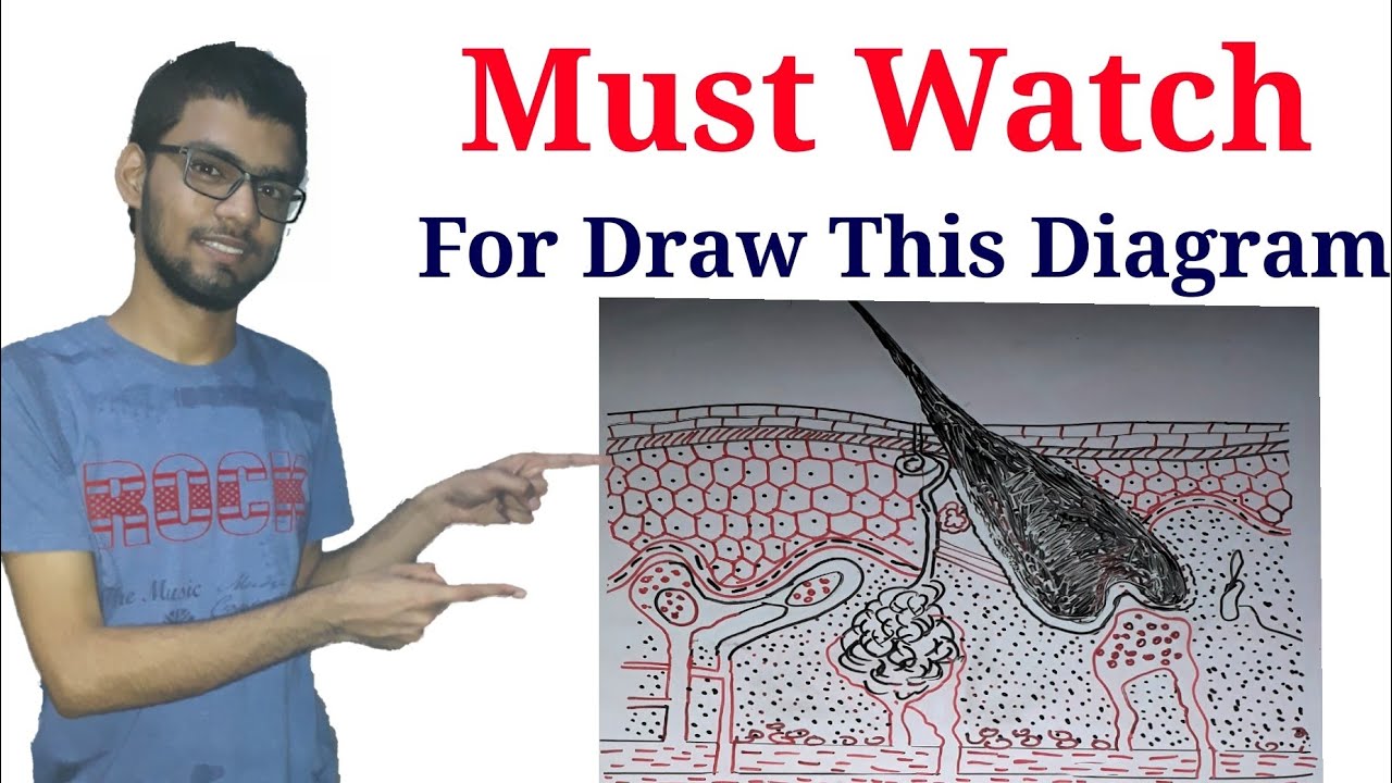 | How To Draw The Diagram Of Integumentary System With In 5 Minutes ...