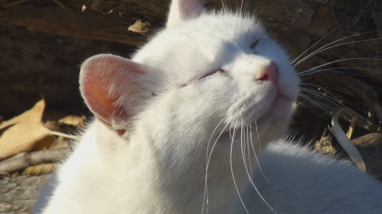 White cat vibing to music Dancing cat with rhythm 気持ちよさそうにリズムを刻む白猫さん ...