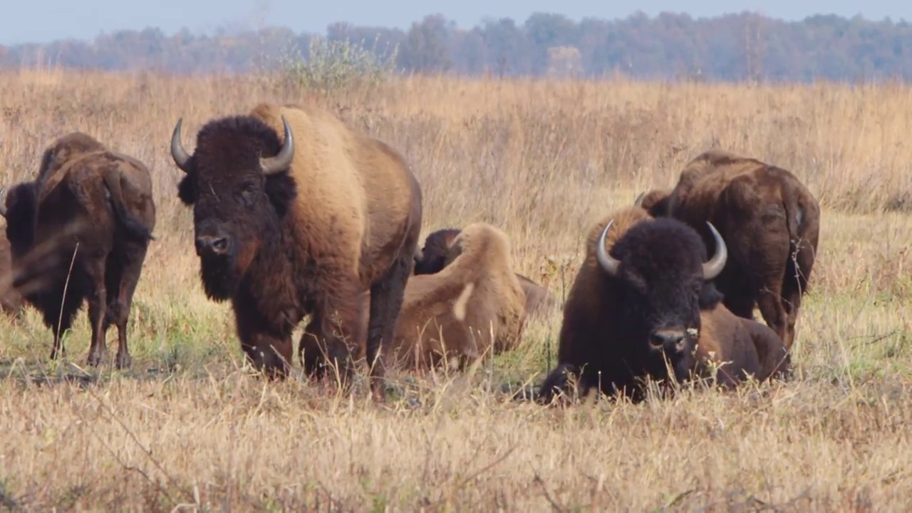 Bison at Kankakee Sands - YouTube