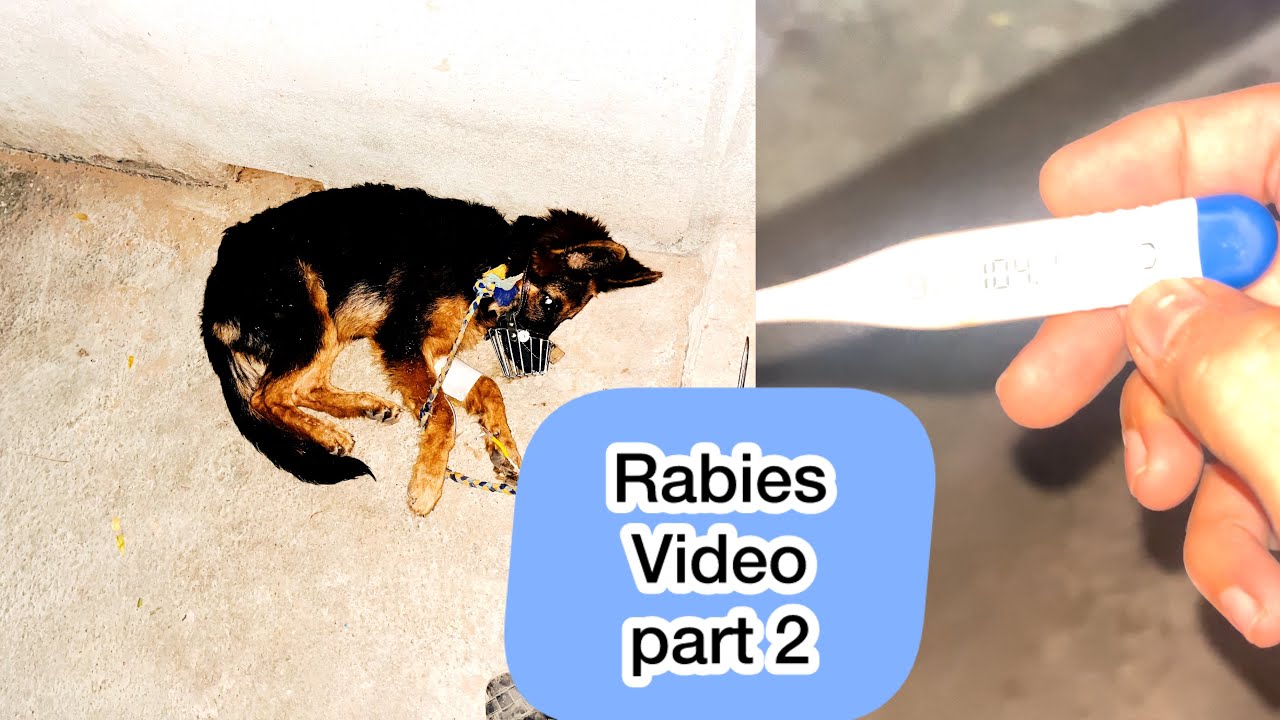 Rabies in German shepherd dog 2 @globalpetsclinic - YouTube