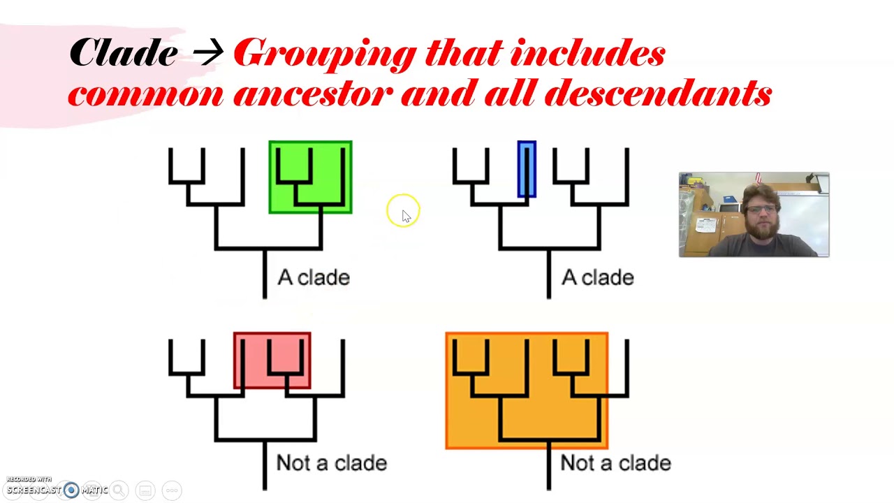 Reading Cladograms - YouTube