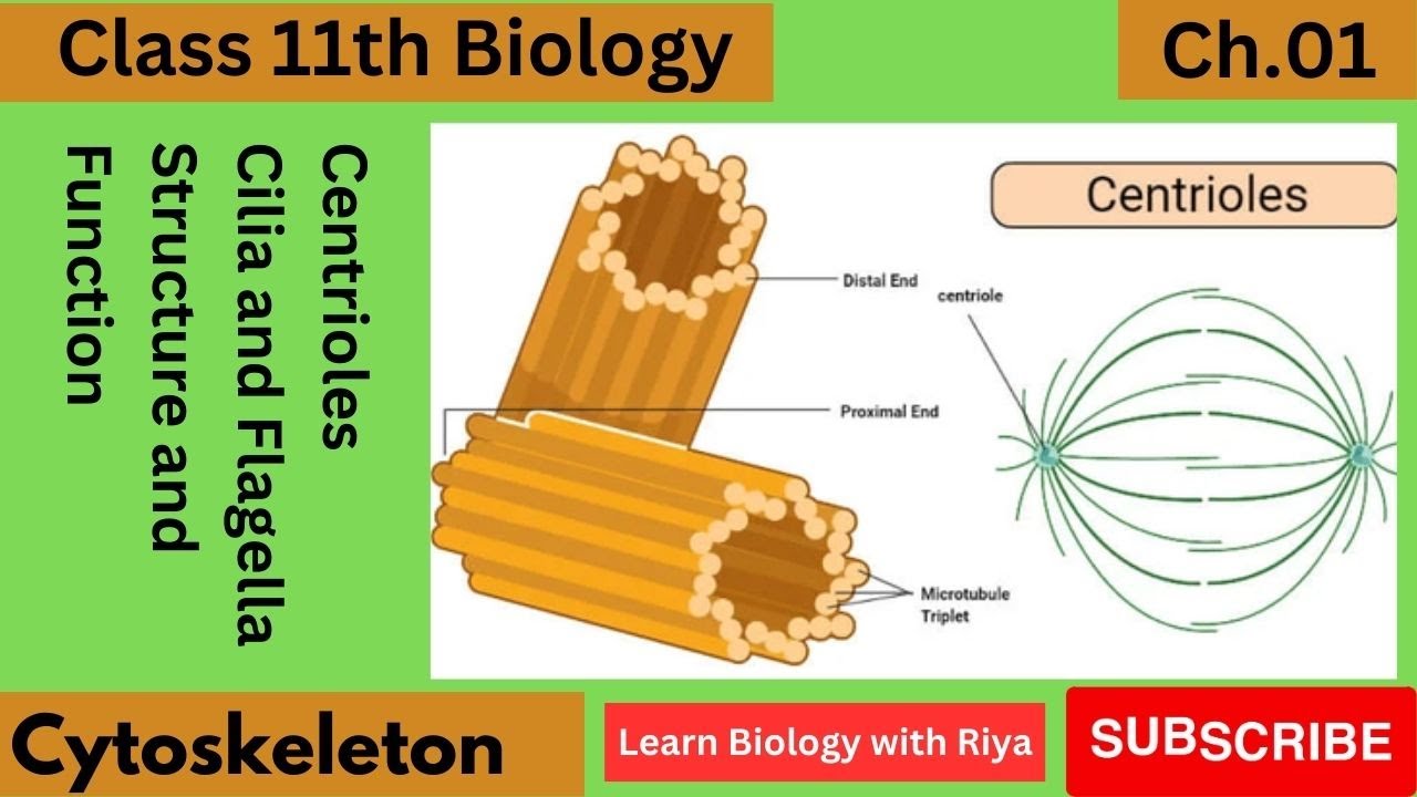 1.9 Cytoskeleton structure and Function | Centrioles | Cilia and Flagella |11th Class Biology ...