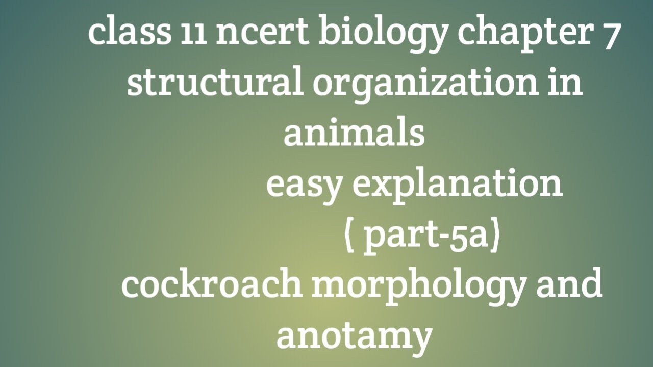 Class 11 NCERT biology chapter 7 cockroach morphology and anotamy easy ...