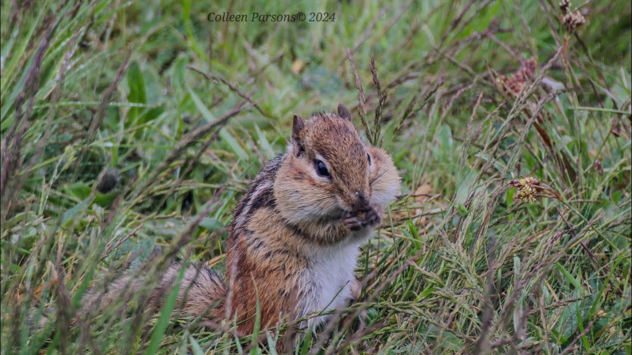 Cute Chipmunk in my back yard . June 17, 2024 - YouTube