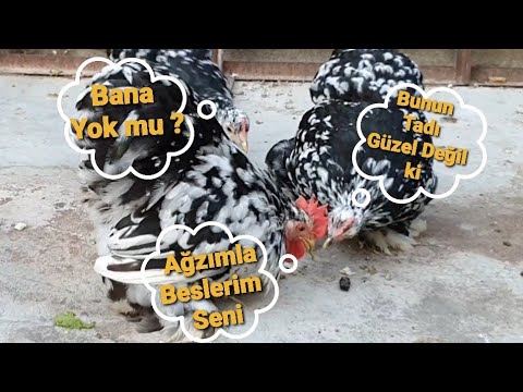 CÜCE COCHİN İNCELEME !!! ÖLEN OLDU MU ? HEPSİ 5 AYLIK OLDULAR