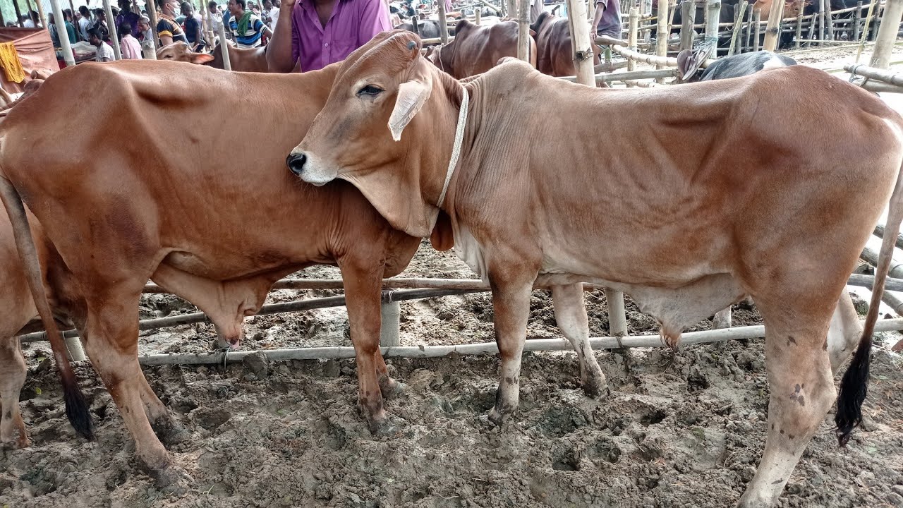 আজ ২৭ আগস্ট শুক্রবার || প্রচুর চাহিদা সম্পন্ন শাহিওয়াল ষাঁড় গরুর দাম ...