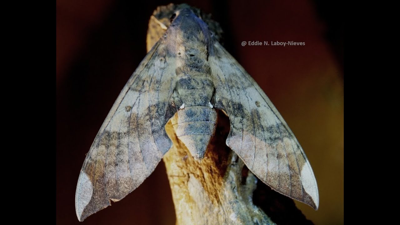 Higo Sphinx Moth (Pachylia ficus) Alevilla Esfinge - YouTube