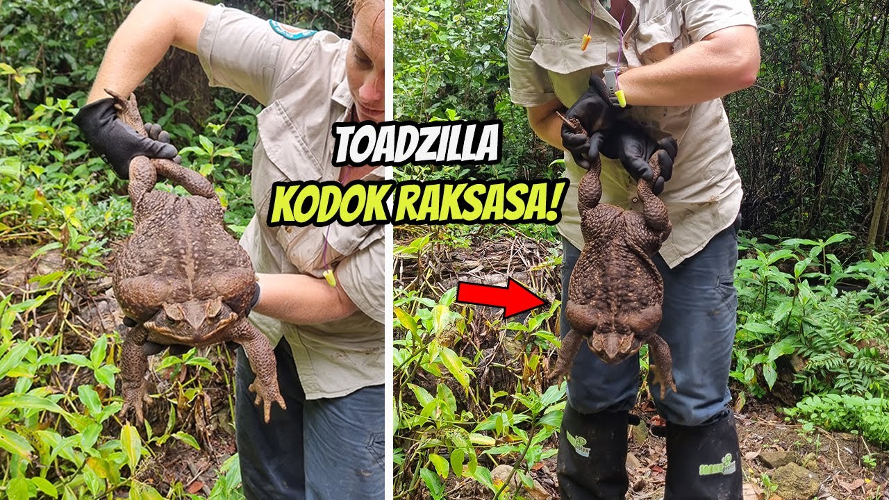 Beginilah Penampakan TOADZILLA, Kodok Raksasa Yang Ditemukan di ...