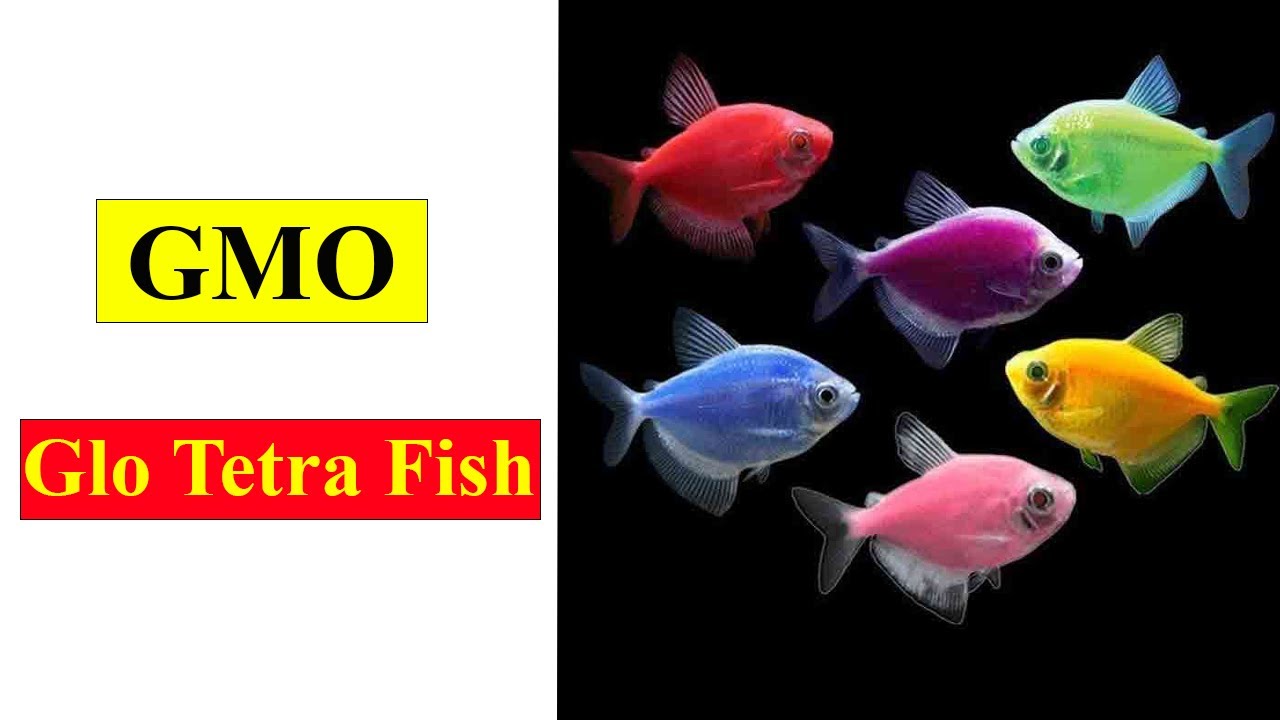 ল্যাবরেটরি তৈরি বিস্ময়কর মাছ গ্লো টেট্রা। Glow tetra fish (GMO) - YouTube