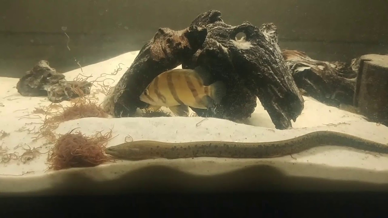 S.A Marbled Swamp Eel - YouTube