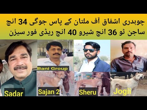 Pakistani Top Class Bully Breed Dog Name Jogi 34 inch Sheru 40 Inch ...