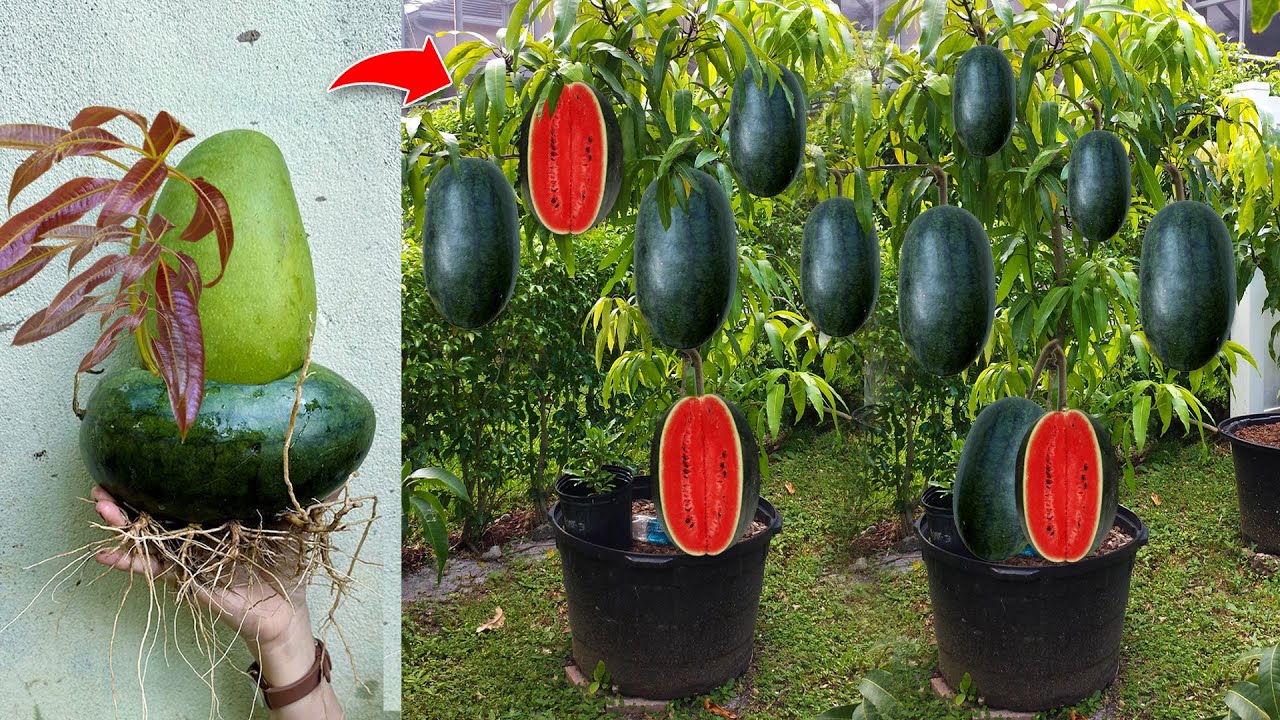 Mangoes With Watermelon : How i Grafting Mangoes with Watermelon ...