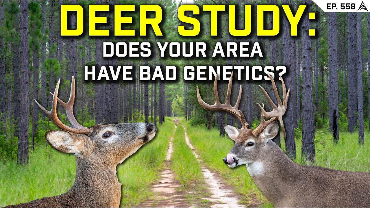 DEER STUDY: Do Bucks Have Bad Genetics in Your Area? SOUTHERN DEER ...