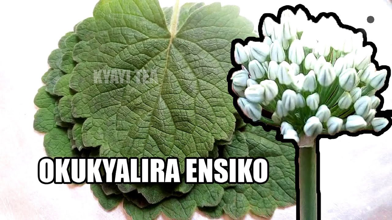 Okusika Enfuli Mubwangu 2 days Kozesa Eddagala Lirino - YouTube