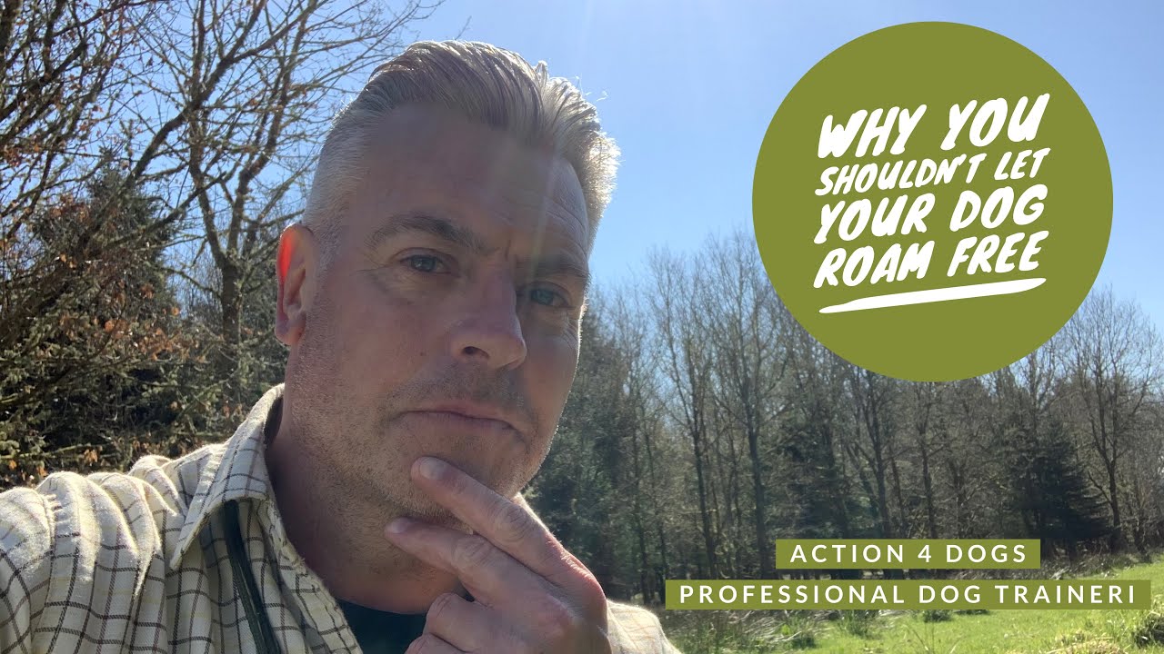 Why You Shouldn’t Let Your Dog Roam Free - YouTube