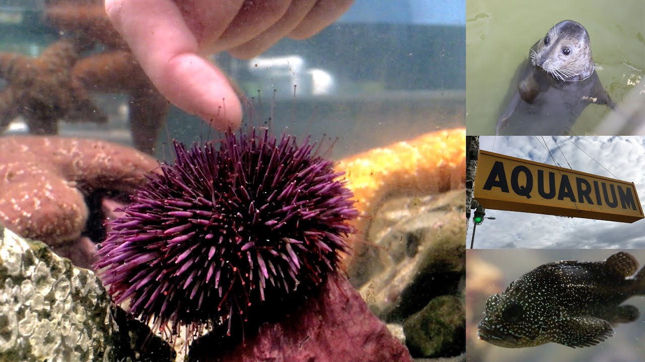 Visiting the Seaside Aquarium in Oregon in 4k - YouTube