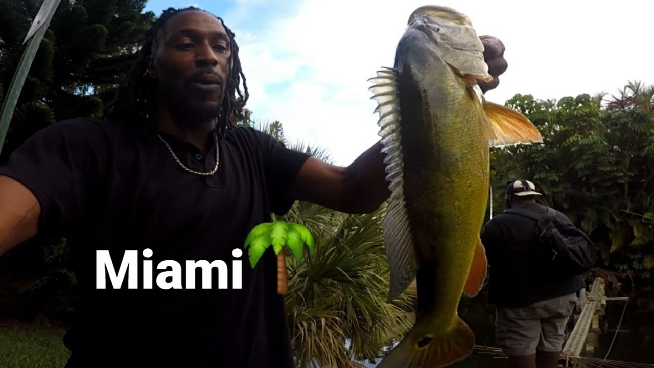 From Texas To Miami Day One... Peacock Bass Fishing 🌴 - YouTube