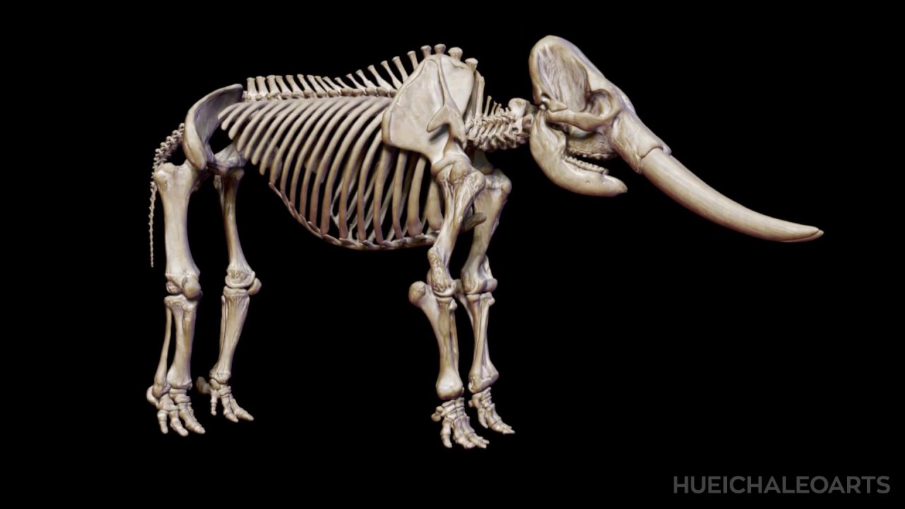 Notiomastodon platensis skeleton - YouTube