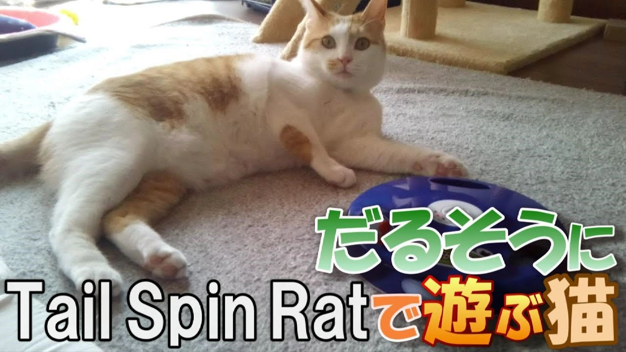 だるそうにTail Spin Ratで遊ぶ猫～A cat playing with Tail Spin Rat lazily - YouTube