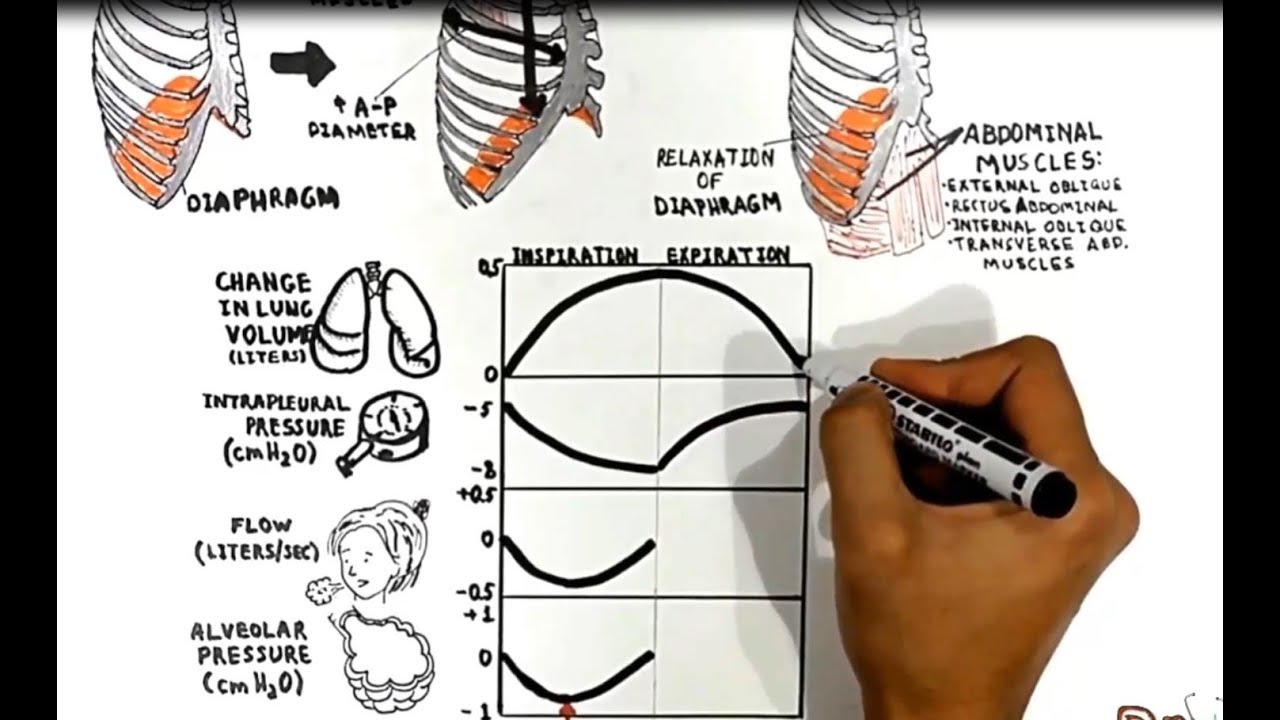 Lung Mechanics/Mechanism Of Breathing - YouTube